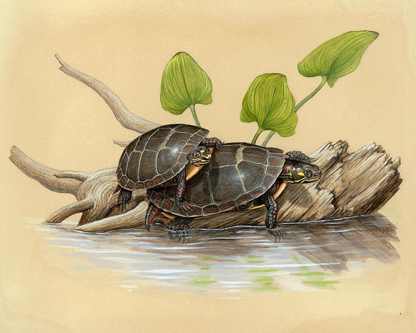 Painted Turtles Illustration by Matt Patterson | Directory of Illustration