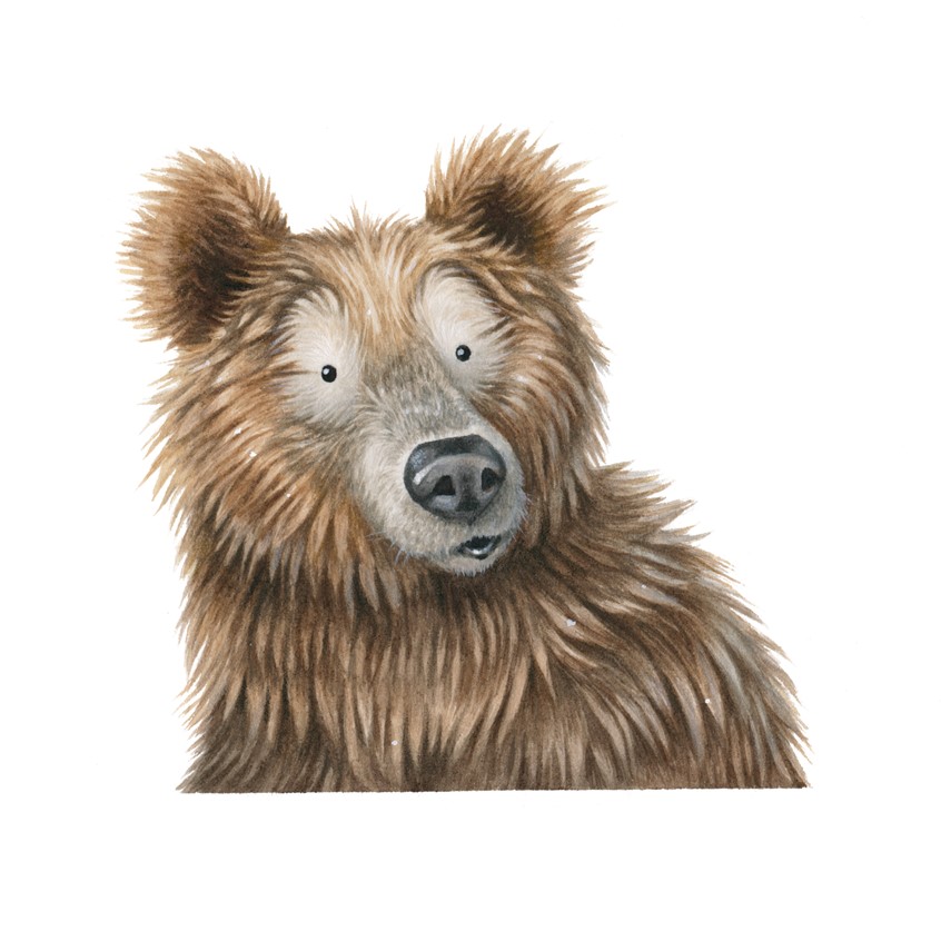 Hubert the Bear Illustration by Kristin Makarius | Directory of ...
