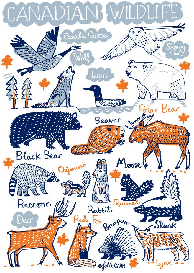 Canada's Wildlife Illustration by Julia Gash | Directory of Illustration