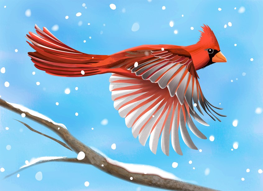 Winter Cardinal Illustration by Shawn Finley | Directory of Illustration