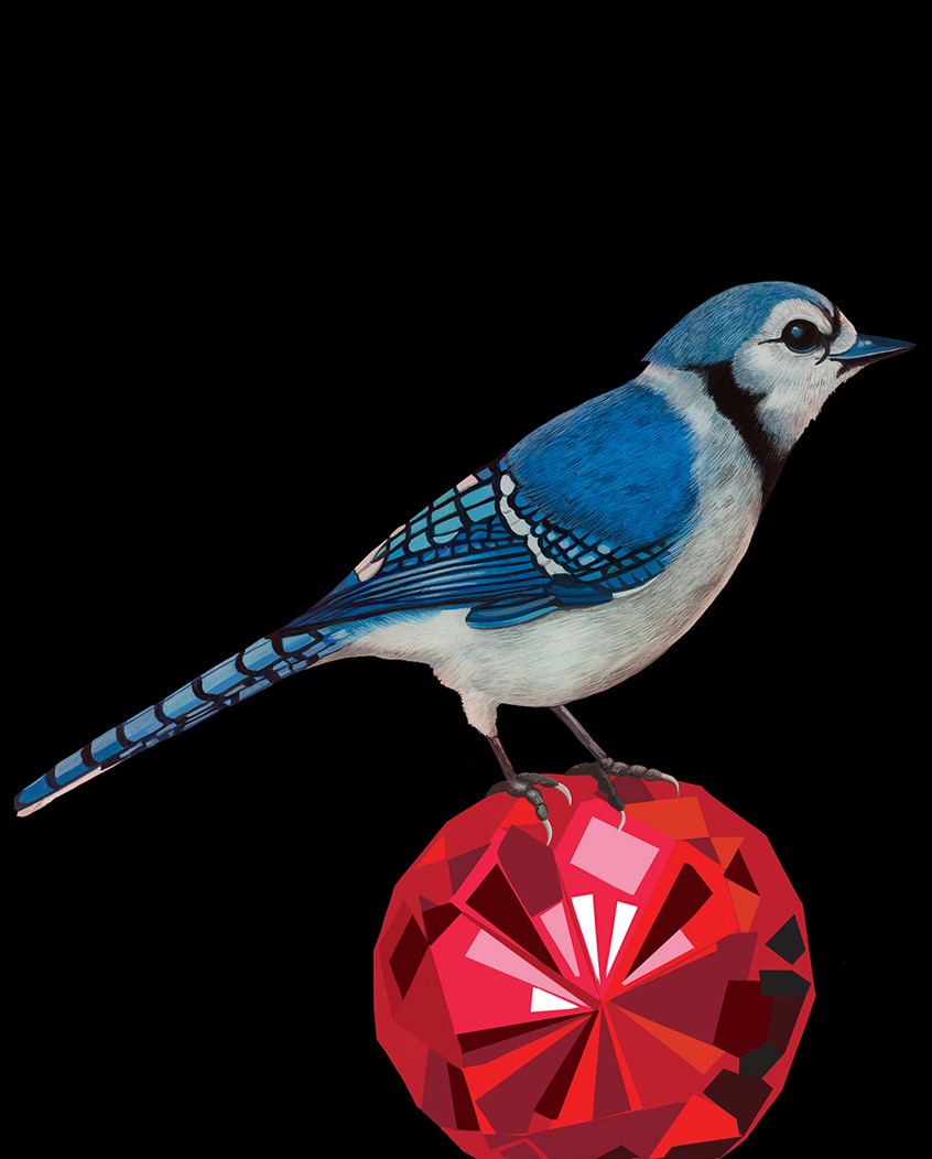 Blue Jay on Ruby Illustration by jackie besteman | Directory of ...