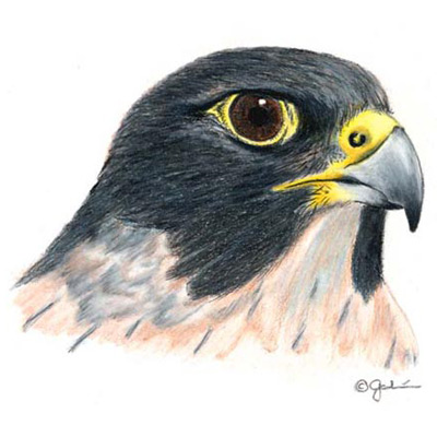 Peregrine Falcon Falco peregrinus Illustration by Science-Art.com ...