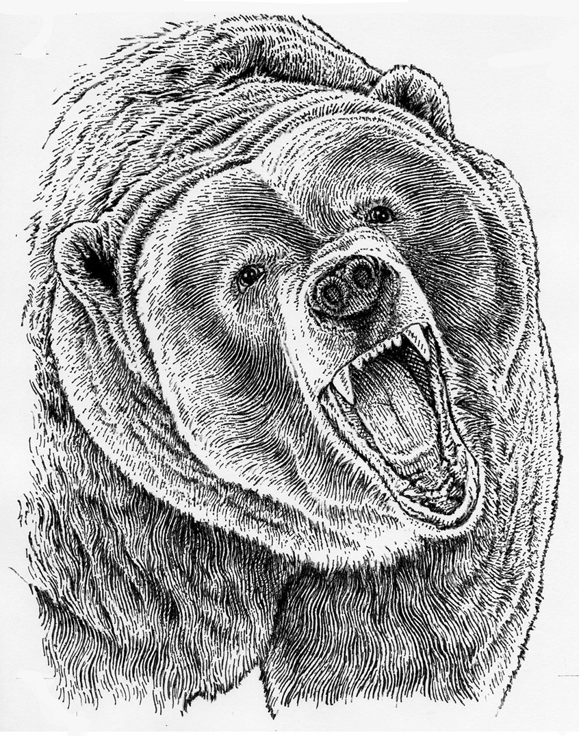 Kodiak Bear Illustration by Stephen Harrington | Directory of Illustration