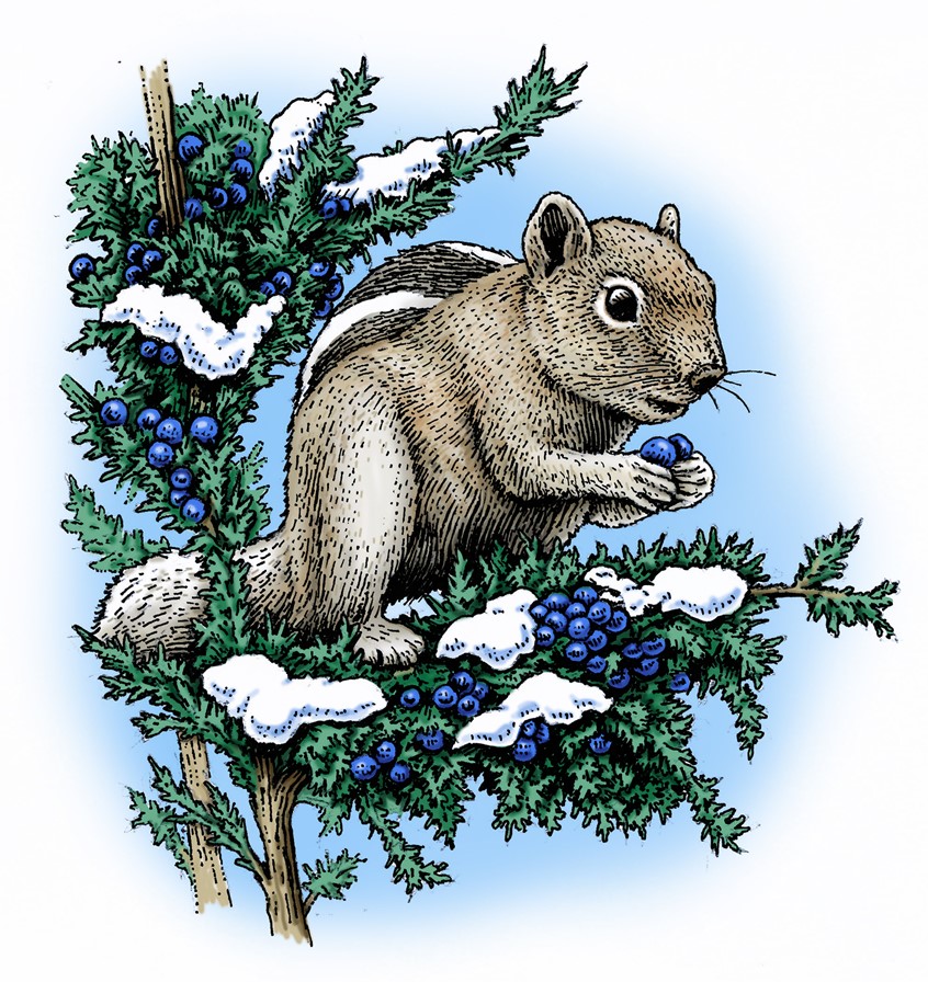 Squirrel, berries in winter Illustration by Stephen Harrington ...