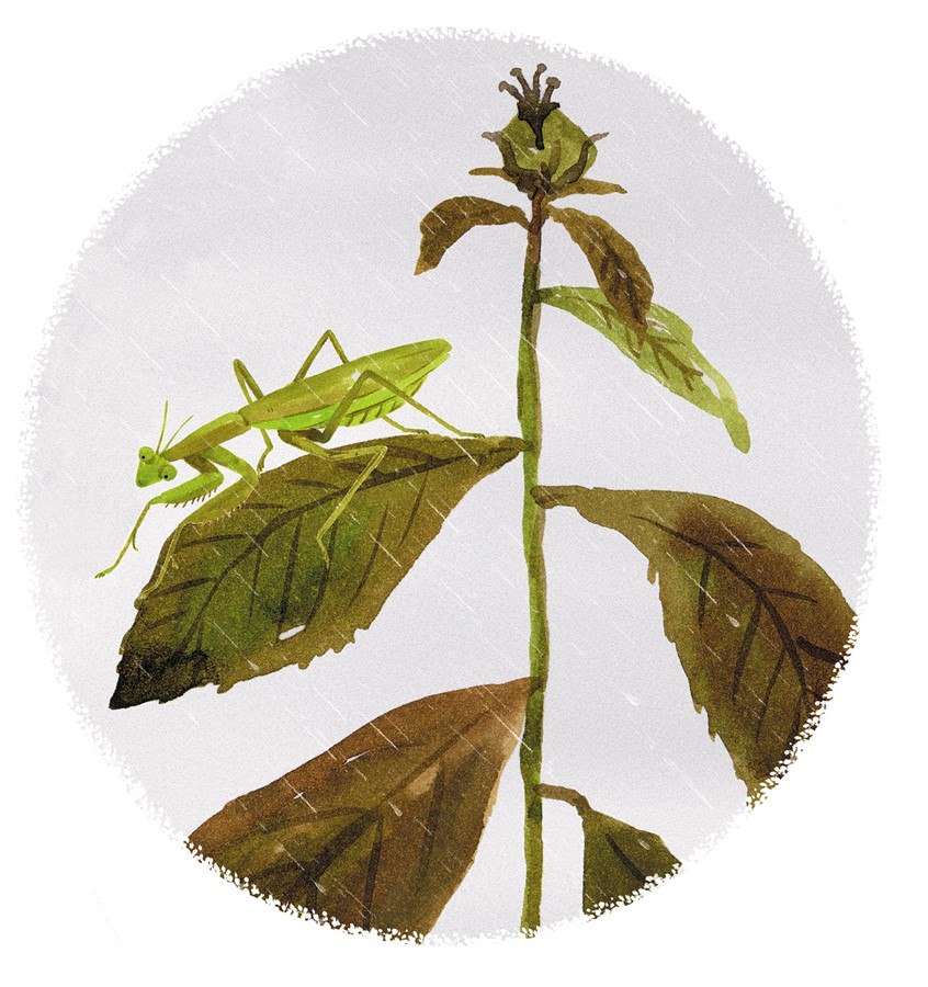 My Awesome Summer by P. Mantis Illustration by Paul Meisel | Directory ...