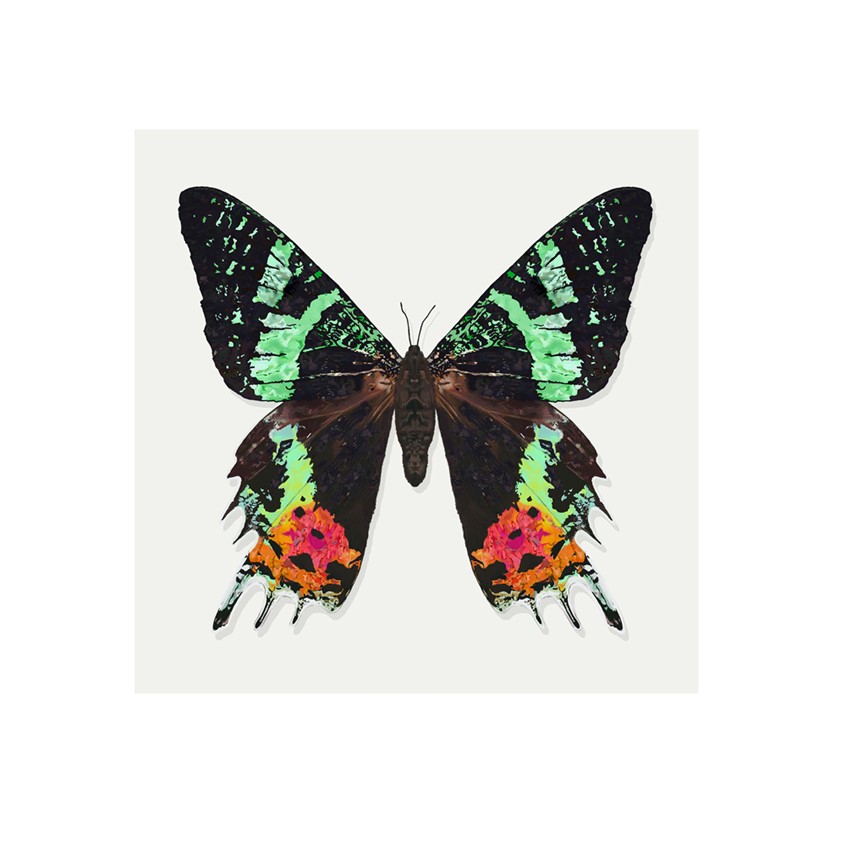 Madagascan Sunset Moth Limited Edition Art Print Illustration by Kaye ...