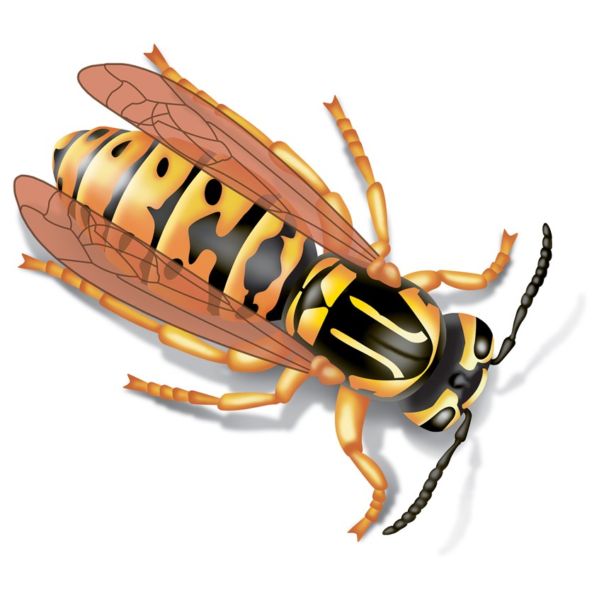 Yellow Jacket Wasp Illustration Illustration by Aaron Ashley ...