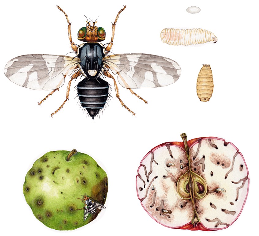 Apple Maggot fly Rhagoletis pomonella Illustration by Lizzie Harper ...