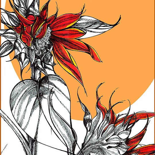 Mariah Graham Illustrations - Posters Illustrator | Jeffersonville