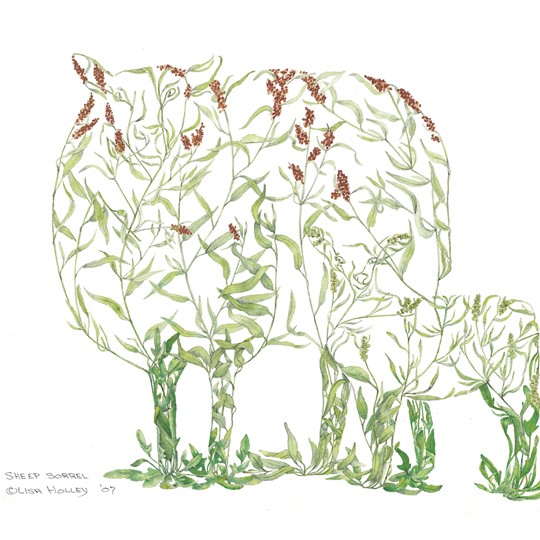 Lisa Holley - Botanical Illustrator | Sun Valley, Idaho