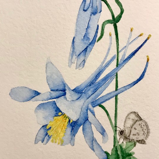 Lisa Holley - Botanical Illustrator | Sun Valley, Idaho