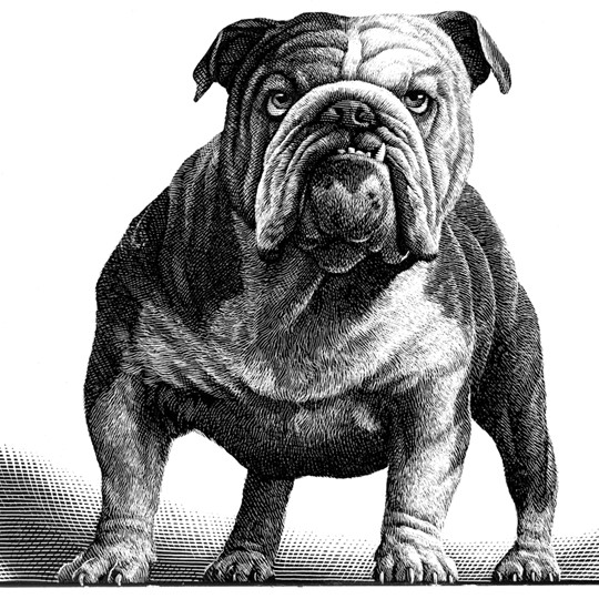 Mark Summers - Scratchboard Illustrator | United States