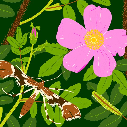 Ethan Roos - Digital Illustrator | United States
