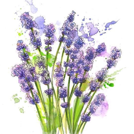 Georgina Luck - Watercolor Illustrator | Directory of Illustration